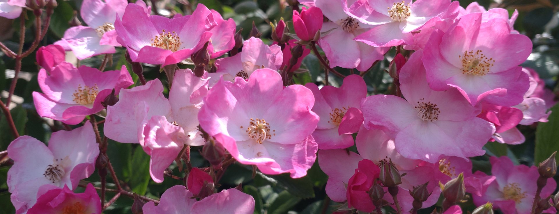 Willowbrook Nursery and Garden Centre