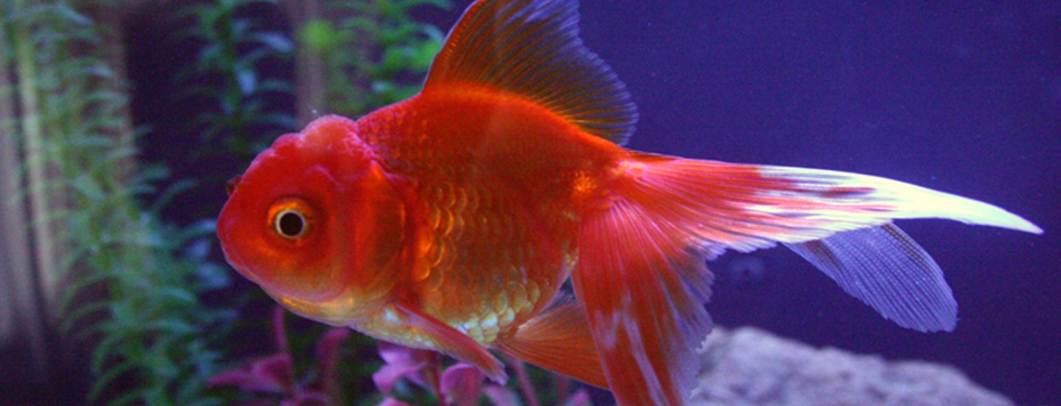 Aquatics - Willowbrook Nursery and Garden Centre