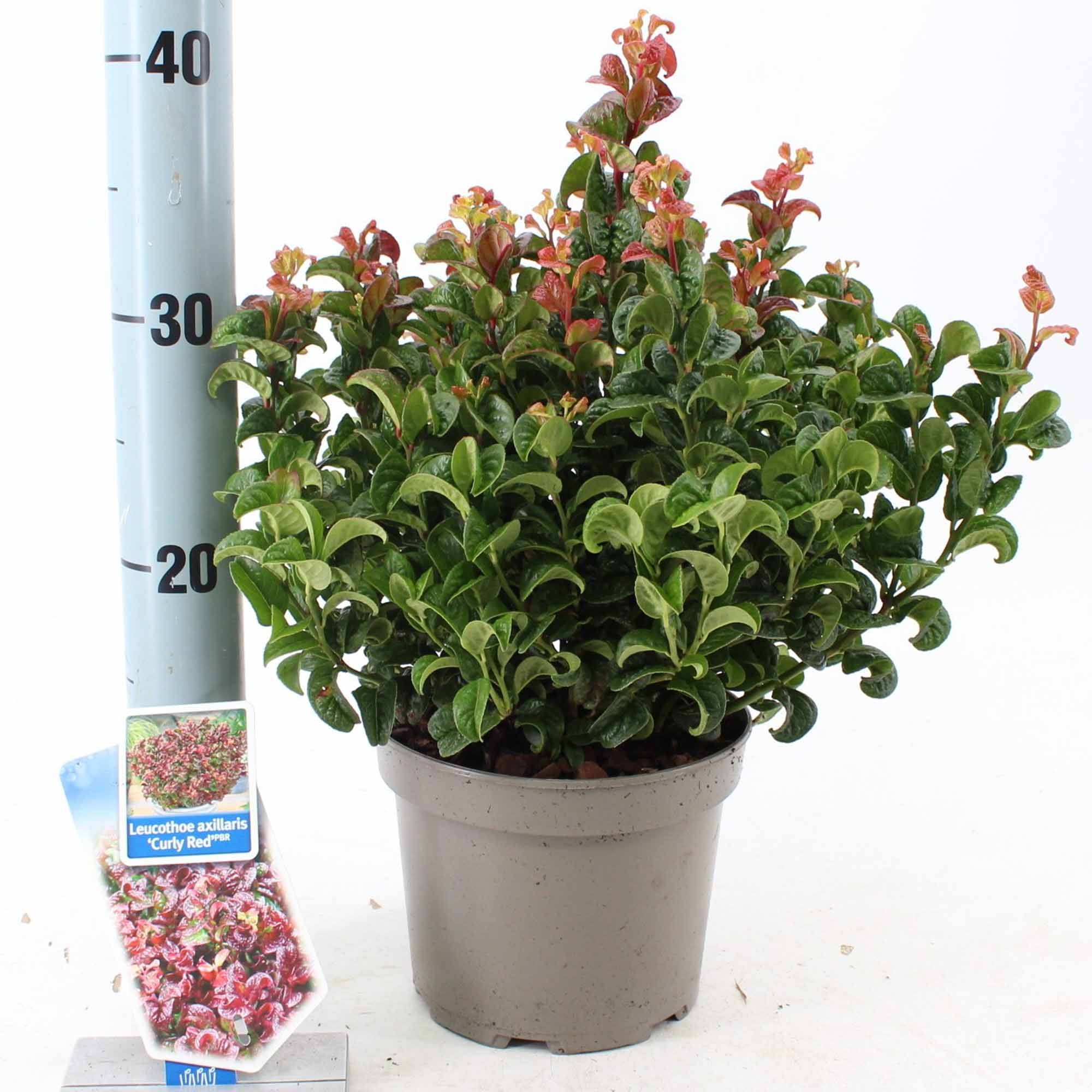 Leucothoe axillaris 'Curly Red' 2L - Willowbrook Nursery and Garden Centre
