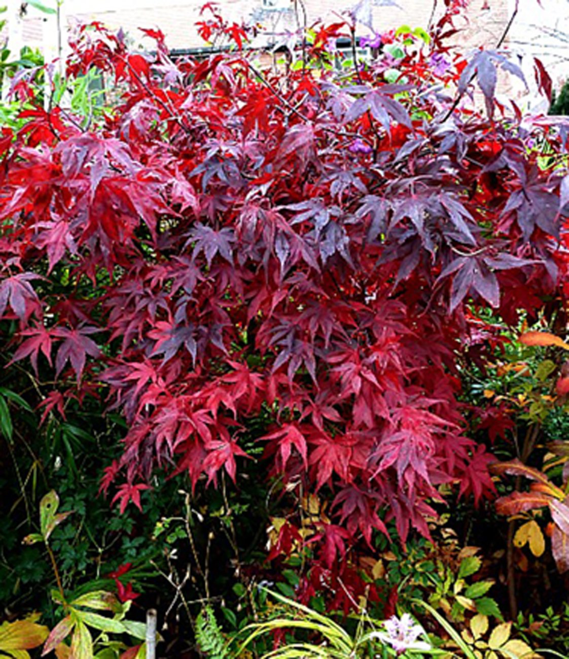 Acer palmatum 'Atropurpureum' 3L - Willowbrook Nursery and Garden Centre