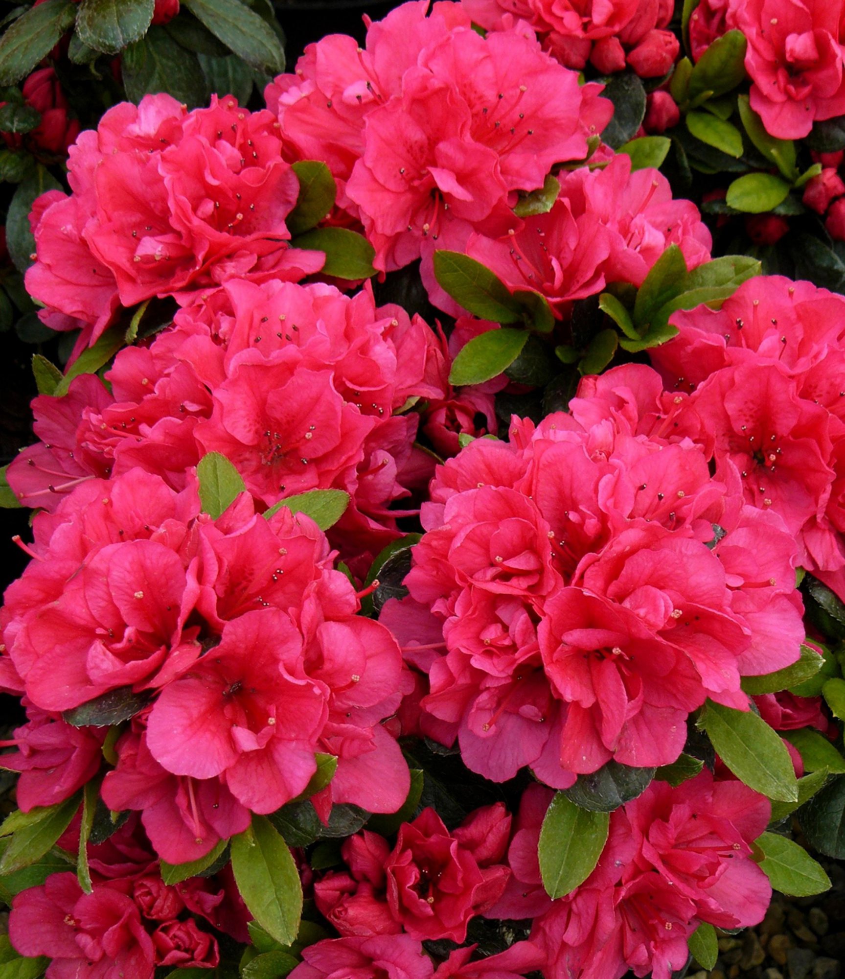 EVERGREEN AZALEA 'Canzonetta' 2L - Willowbrook Nursery and Garden Centre