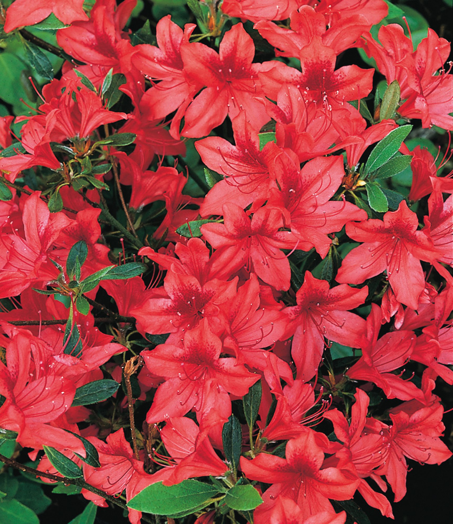 EVERGREEN AZALEA 'Marilee' 2L - Willowbrook Nursery and Garden Centre
