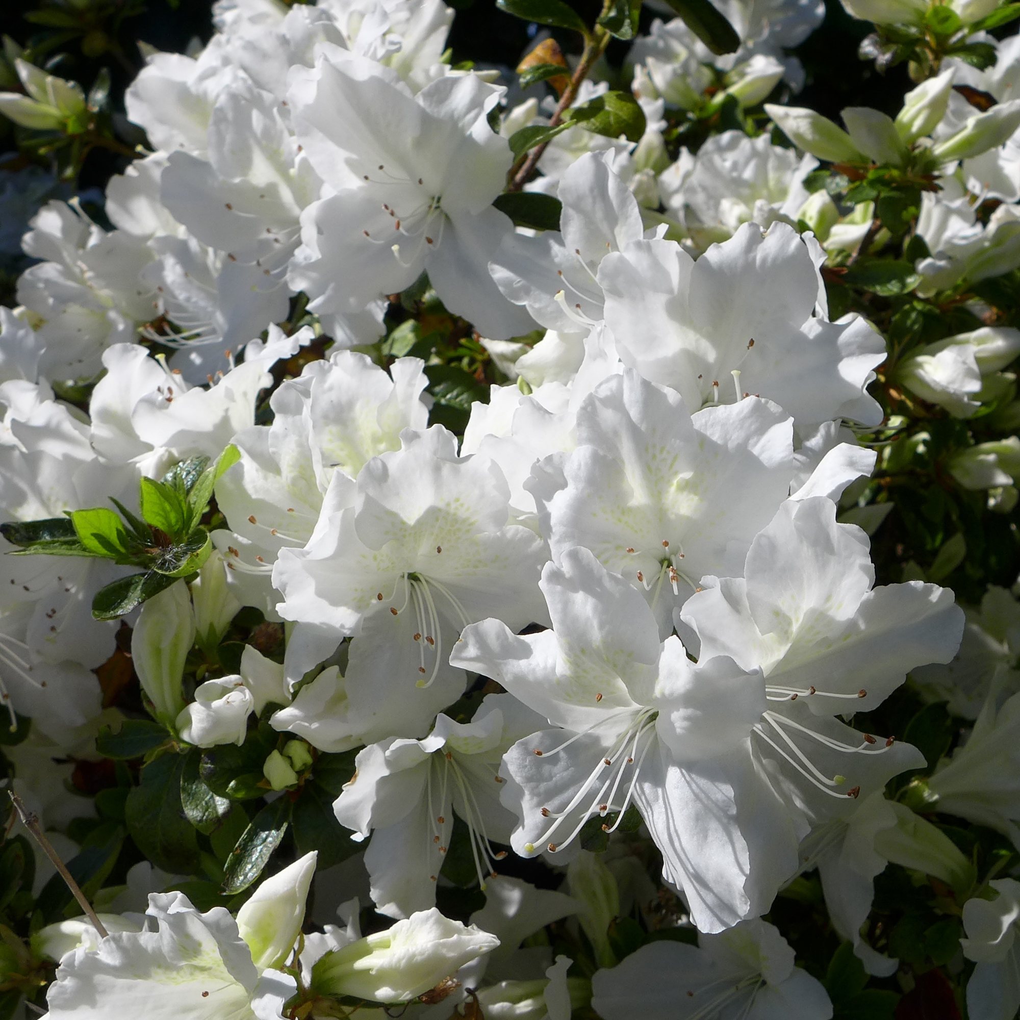 EVERGREEN AZALEA 'Mary Helen' 2L - Willowbrook Nursery and Garden Centre