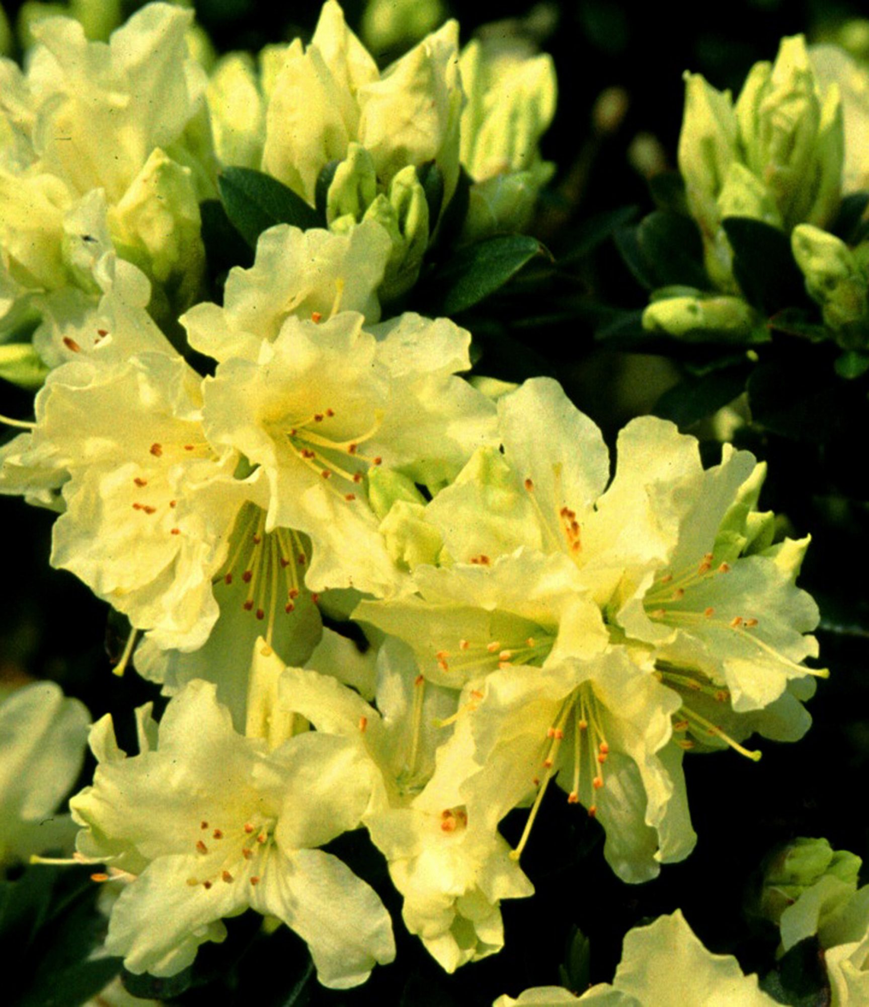DWARF RHODODENDRON 'Patty Bee' 3L - Willowbrook Nursery and Garden Centre