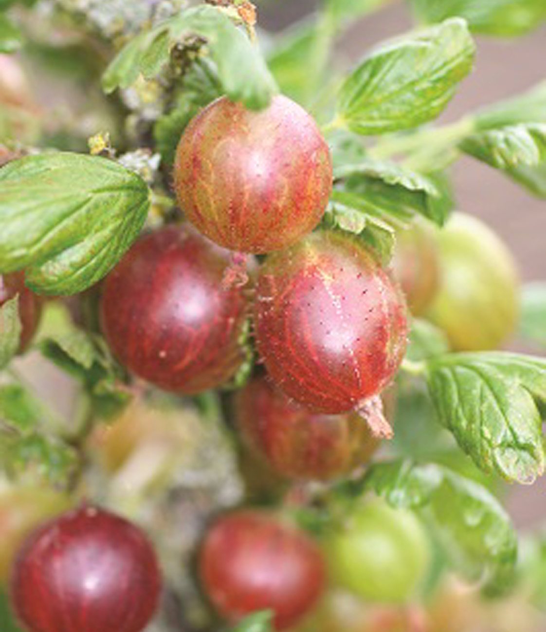 Gooseberry (Ribes) 'Captivator (Red) 3L - Willowbrook Nursery and ...
