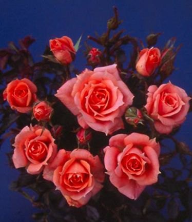 Rose 'Flower Power' 3Ldp / 5Ldp - Willowbrook Nursery and Garden Centre