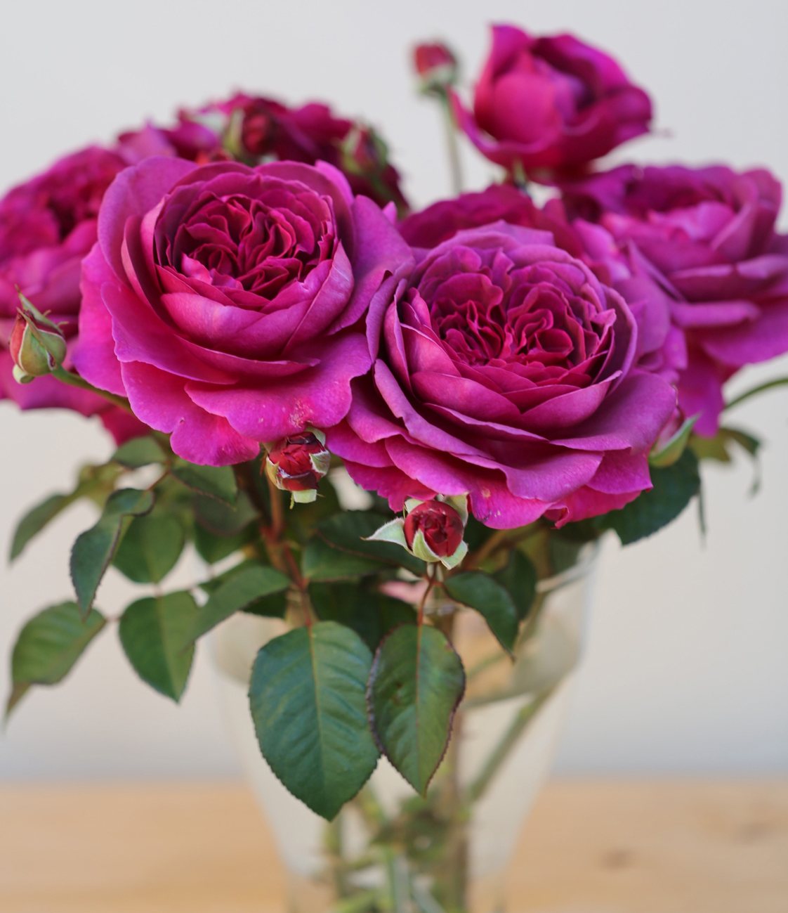 Rose 'Timeless Purple' 4Ldp - Willowbrook Nursery and Garden Centre