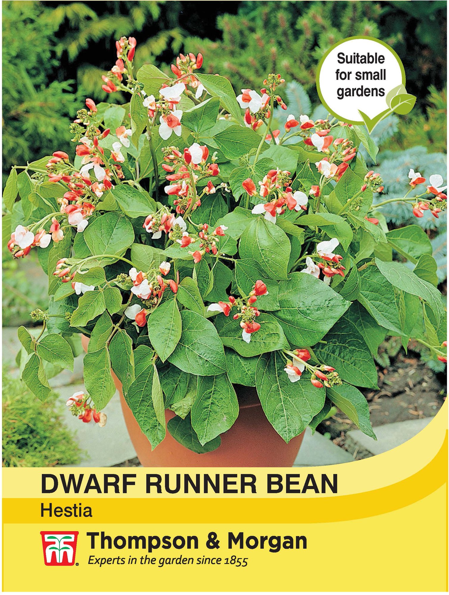 Thompson and Morgan Dwarf Runner Bean Hestia - Willowbrook Nursery and ...