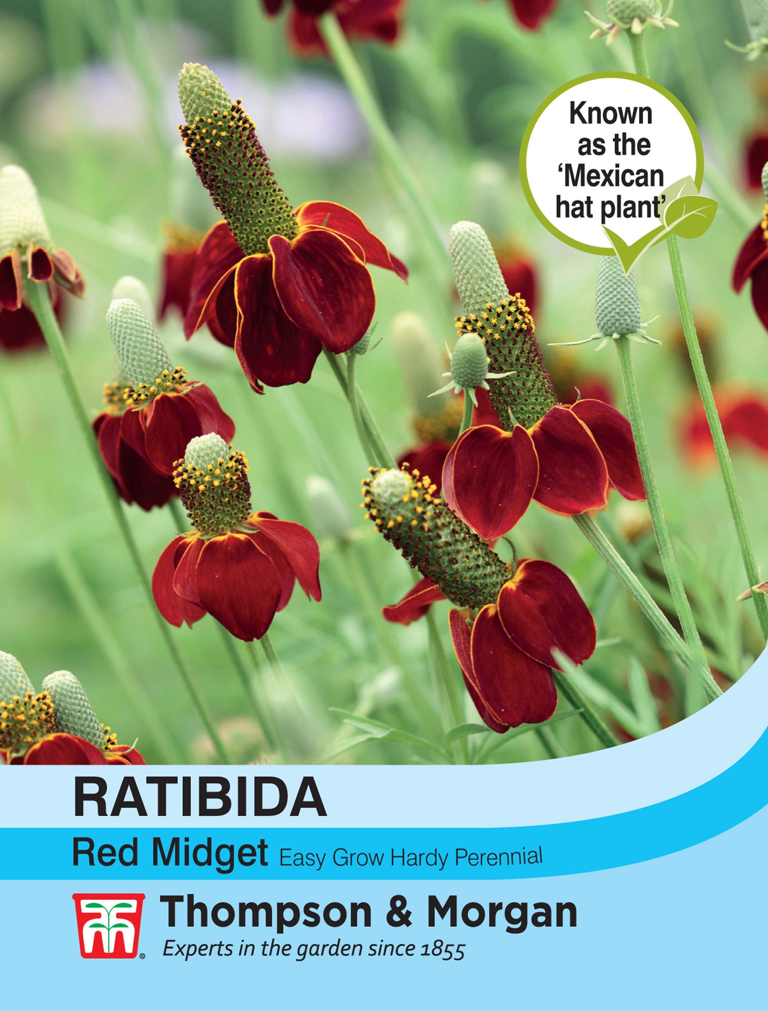Thompson and Morgan Ratibida columnifera 'Red Midget' - Willowbrook ...