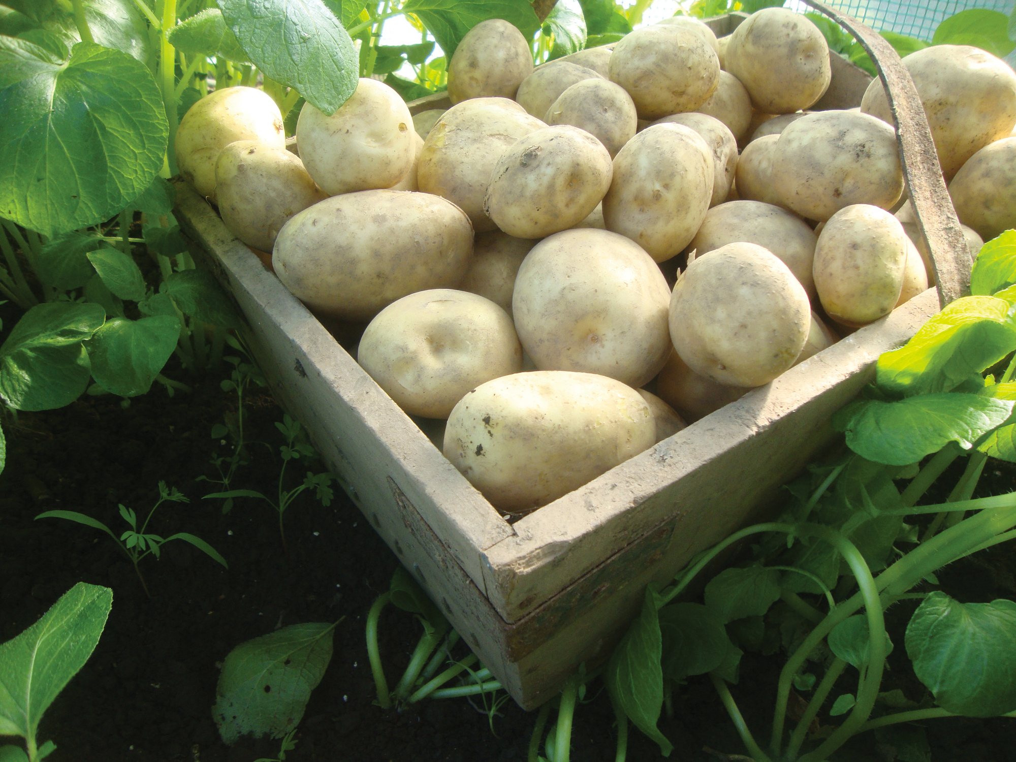 SEED POTATO - FIRST EARLY 'Rocket' - 2.5kg - Willowbrook Nursery and ...