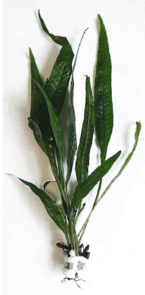 Microsorium Pteropus (Java Fern) - Bunched - Willowbrook Nursery and ...