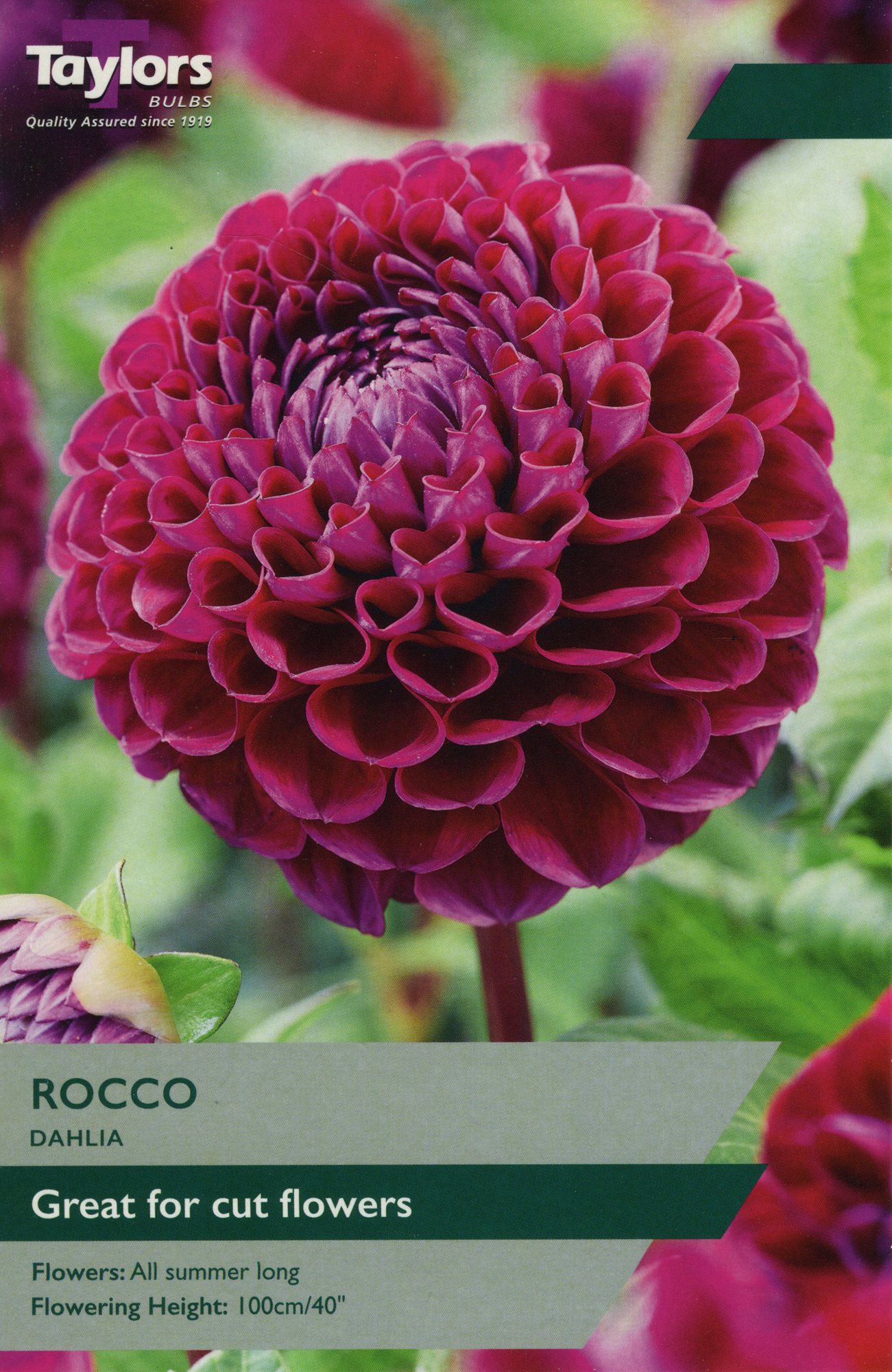 Taylors TAYLORS Dahlia Rococo - Willowbrook Nursery and Garden Centre