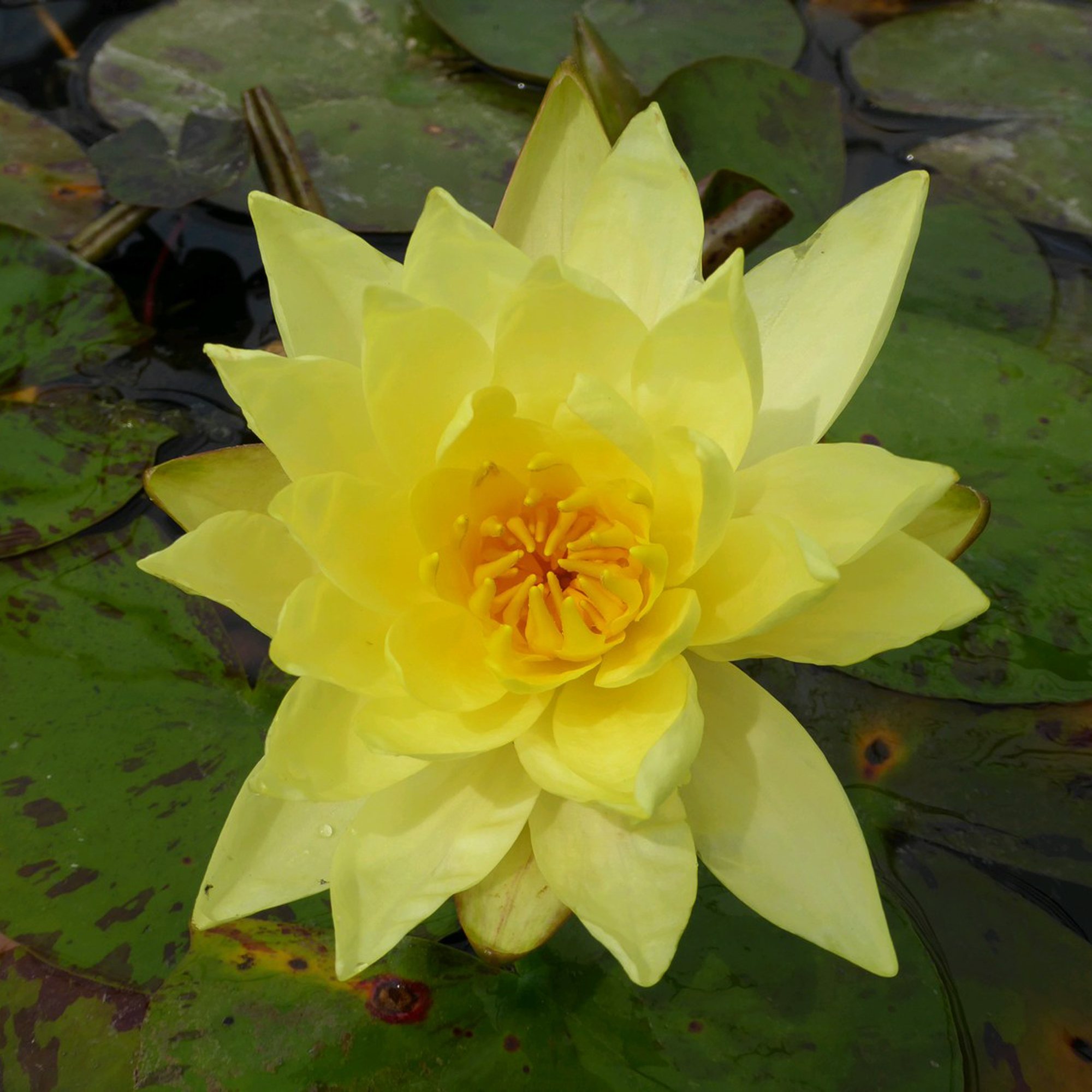 LILY (MEDIUM) - Nymphaea Lemon Mist 3L - Willowbrook Nursery and Garden ...