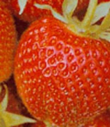 Strawberry 'Hapil' 9cm - Willowbrook Nursery and Garden Centre