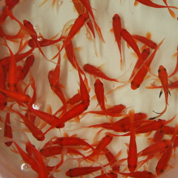 Goldfish 3-4" - Willowbrook Nursery and Garden Centre