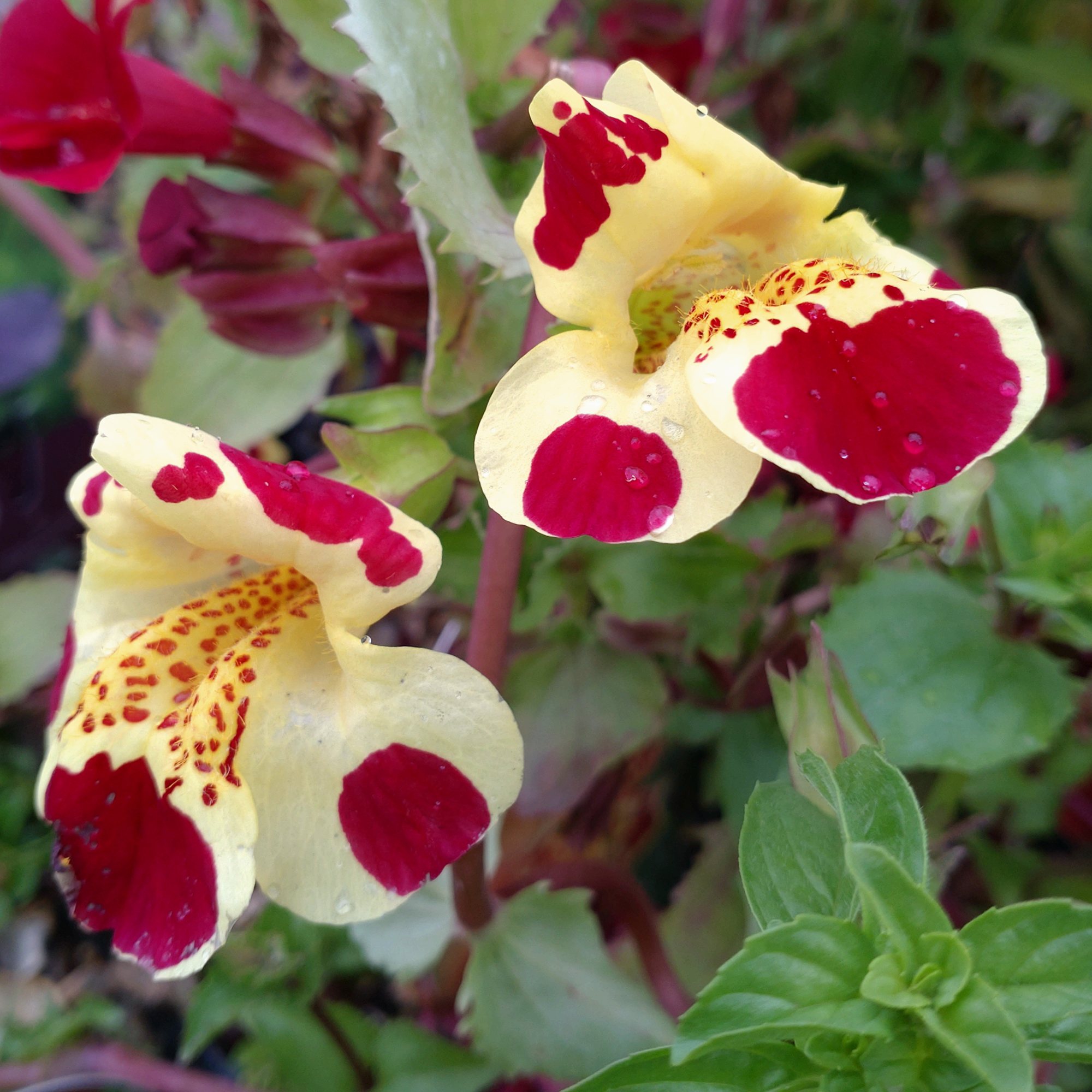MARGINAL - Mimulus luteus 'Queens Prize' 1L - Willowbrook Nursery and ...