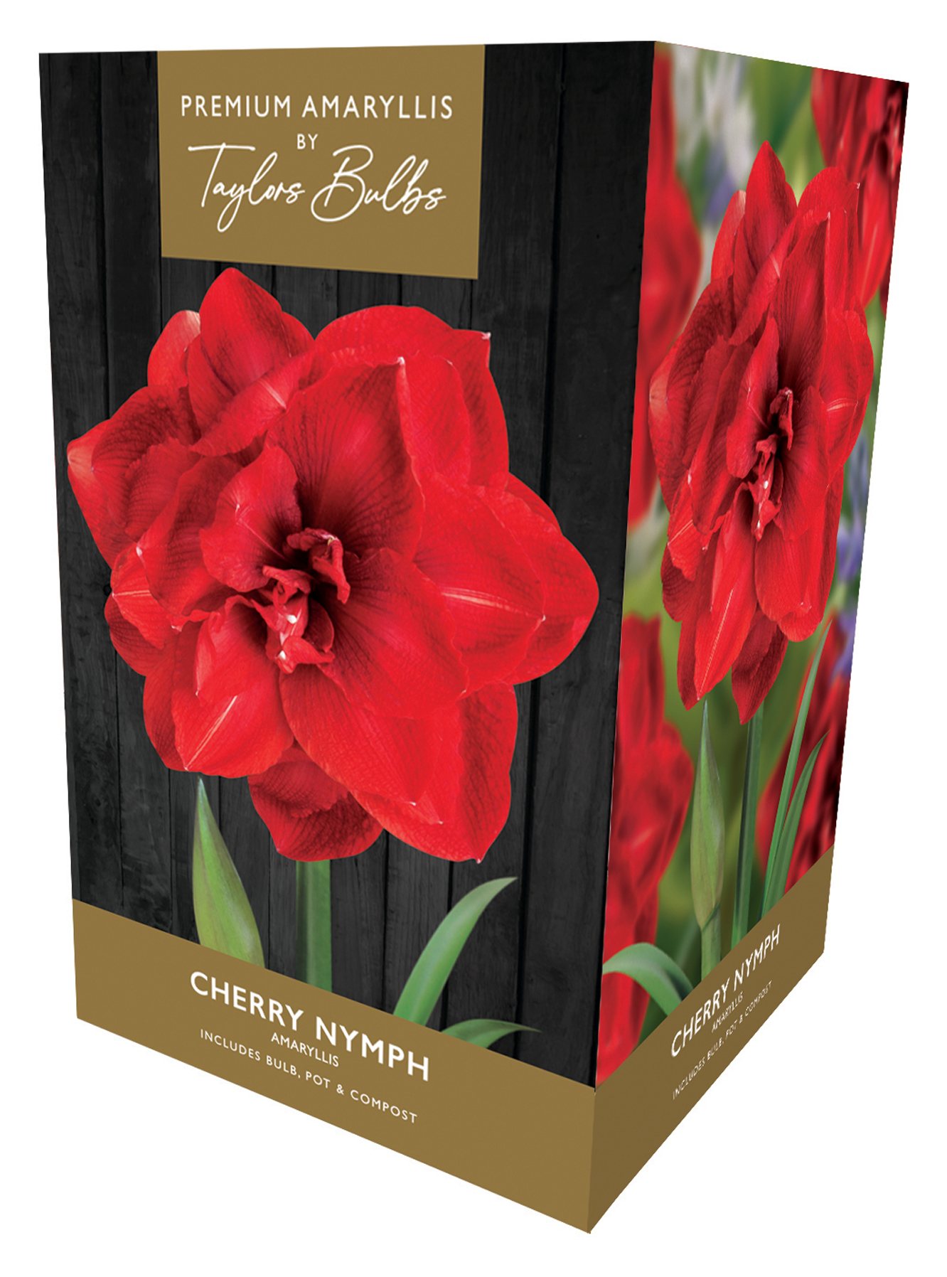 Taylors TAYLORS Amaryllis Cherry Nymph Premium Gift Pack - Willowbrook ...