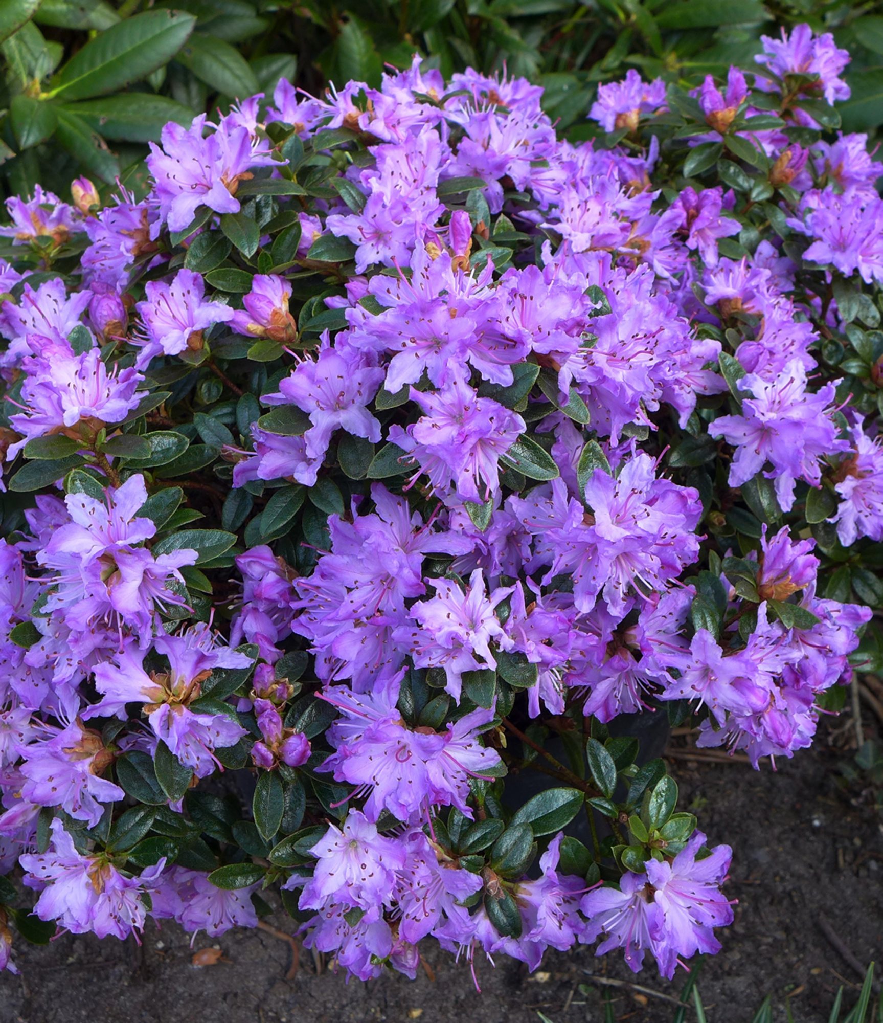 DWARF RHODODENDRON 'Moerheim' 3L - Willowbrook Nursery and Garden Centre