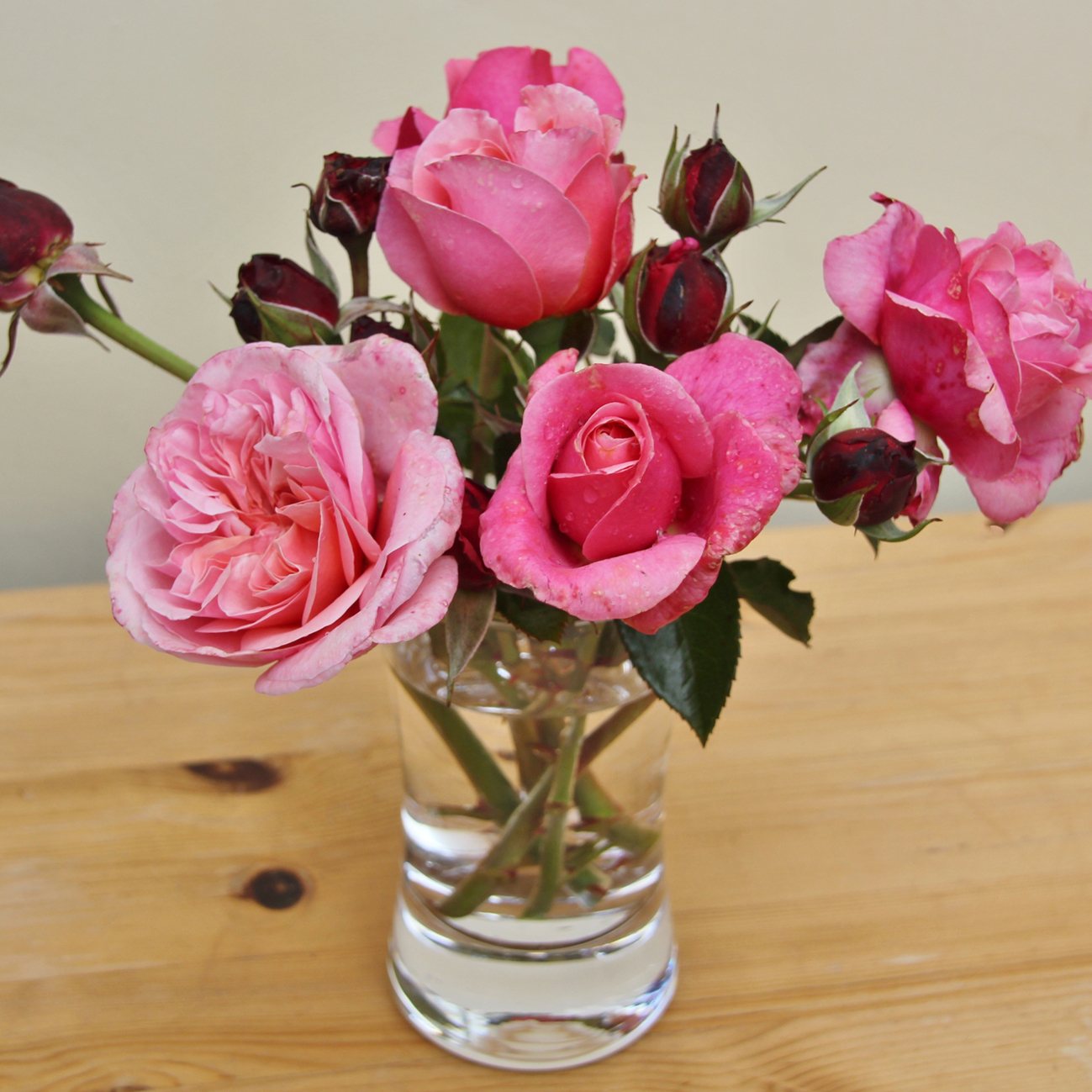 Rose 'Timeless Pink' 4Ldp - Willowbrook Nursery and Garden Centre