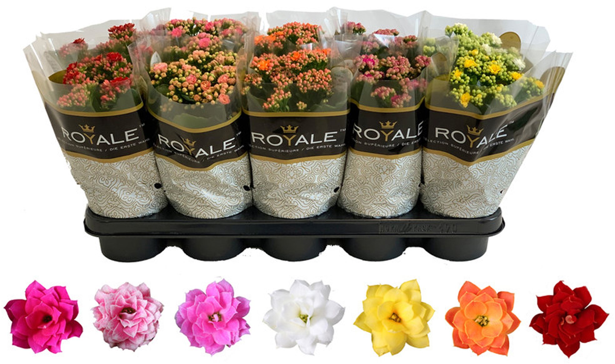 Kalanchoe bloss ( Filled flowers) Rosalina 12cm - Willowbrook Nursery ...