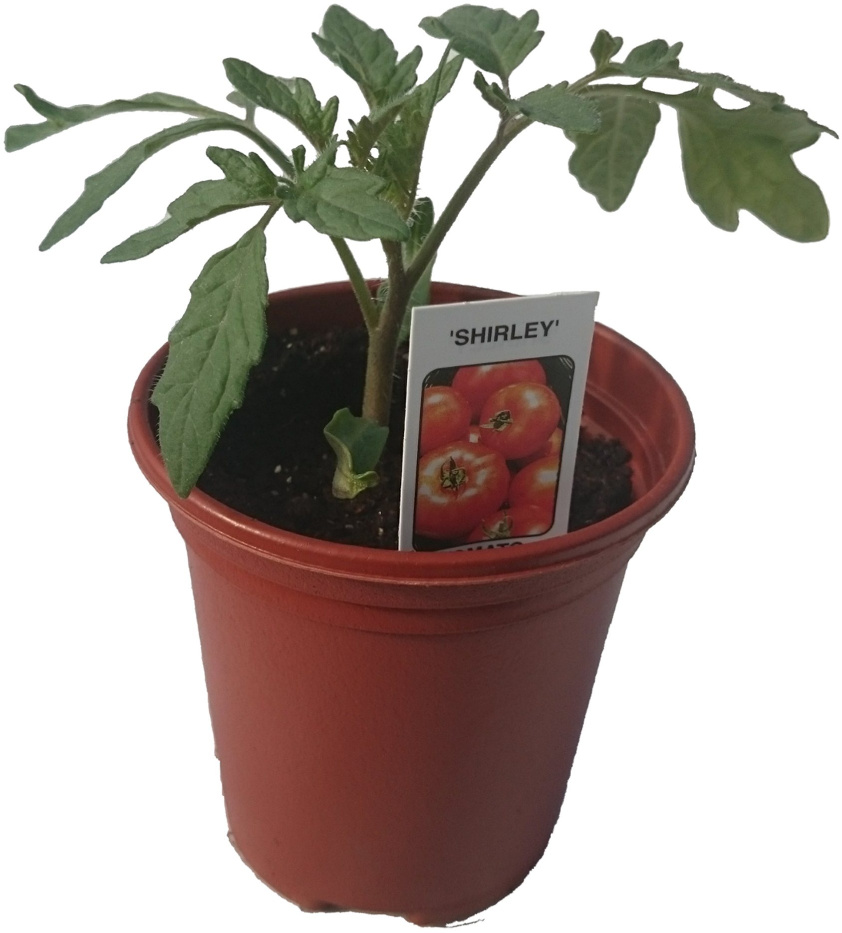 Tomato 'Shirley' F1 1L - Willowbrook Nursery and Garden Centre
