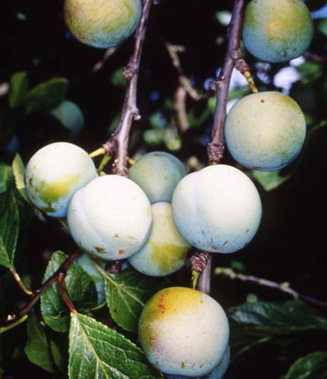 Gage (Prunus) 'Willingham' - Bush - VVA-1 12L - Willowbrook Nursery and ...