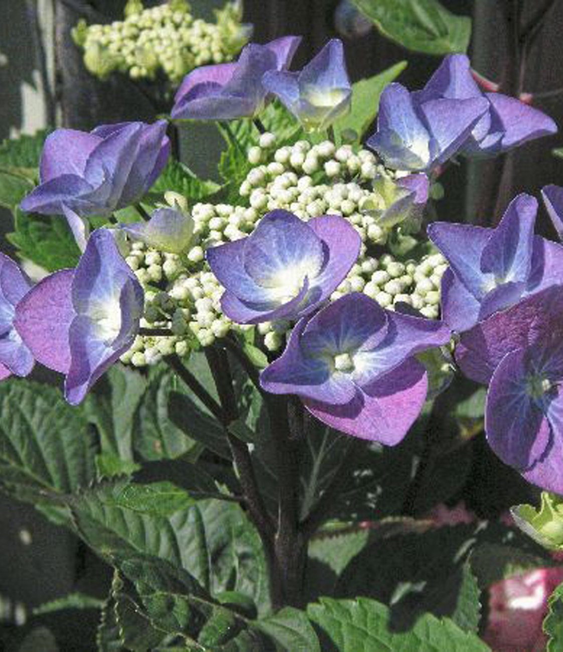 Hydrangea macrophylla 'Zorro' (L) 3L - Willowbrook Nursery and Garden ...