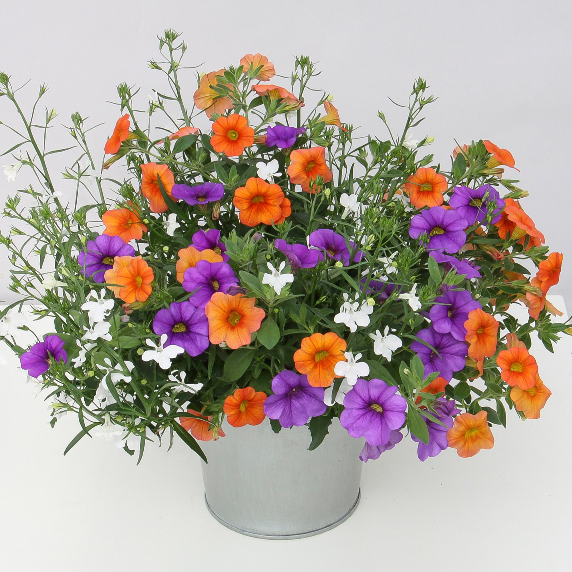 Trixi 'Spring Valley' 1L - Willowbrook Nursery and Garden Centre