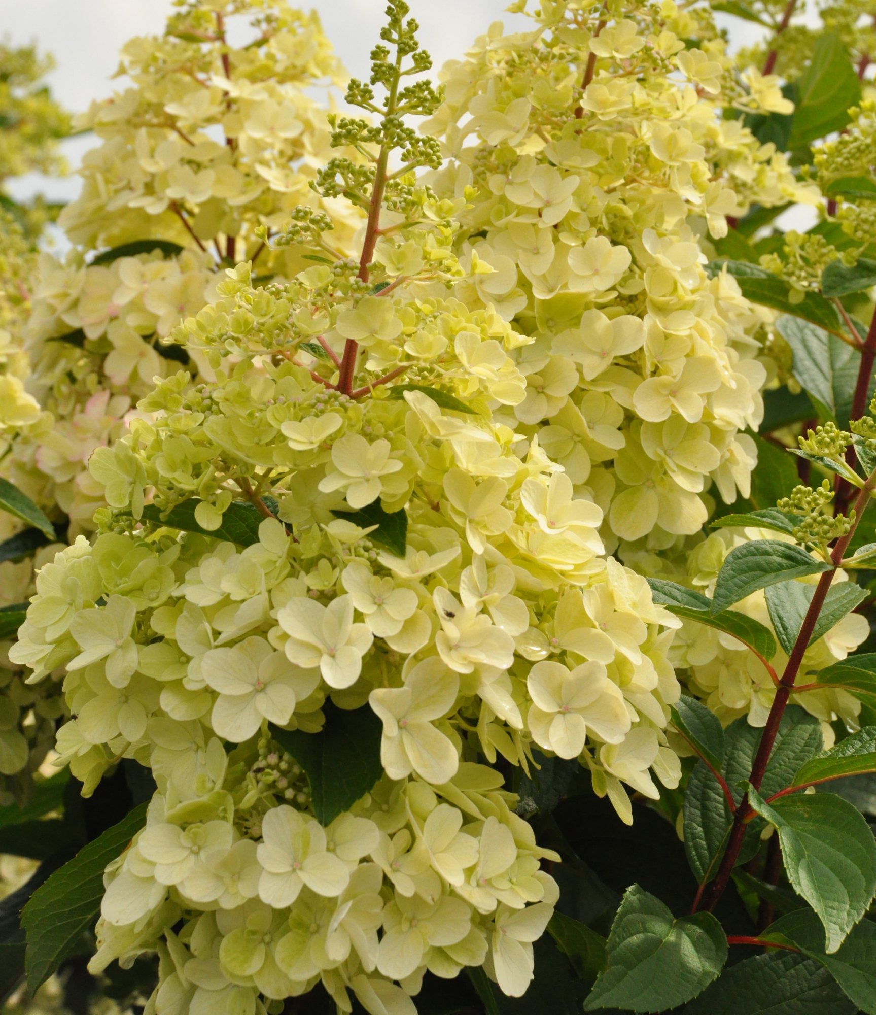 Hydrangea paniculata 'Hpopr013' (CANDLELIGHT) 3L - Willowbrook Nursery ...
