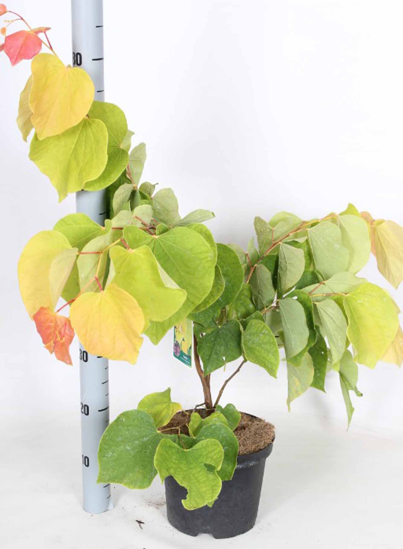 Cercis canadensis 'The Rising Sun' 4L - Willowbrook Nursery and Garden ...