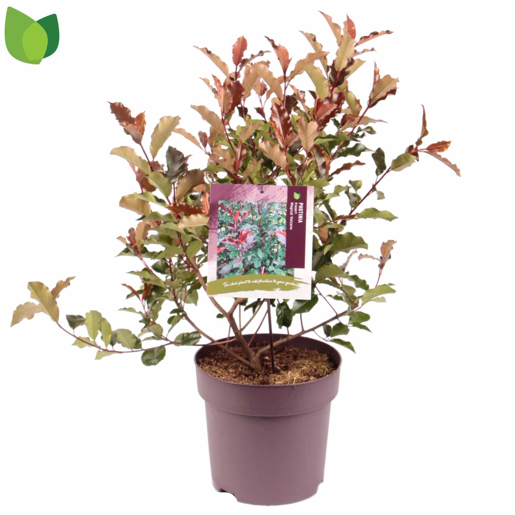 Photinia x fraseri 'Kolmavoca' (MAGICAL VOLCANO) 10L - Willowbrook ...