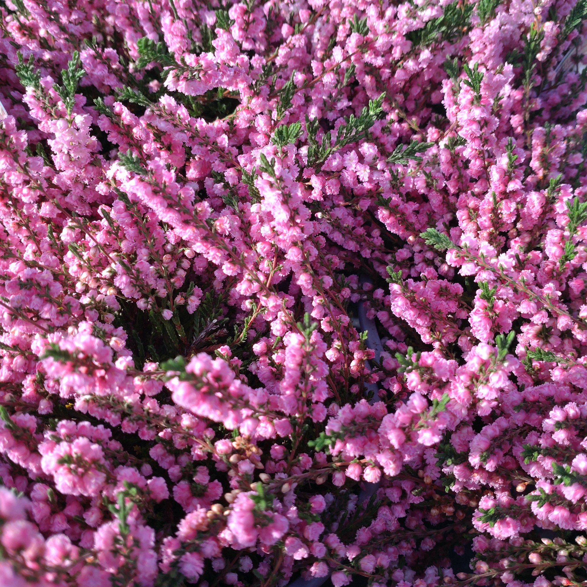 SUMMER HEATHER Calluna vulgaris 'Red Favorit' 1L - Willowbrook Nursery ...
