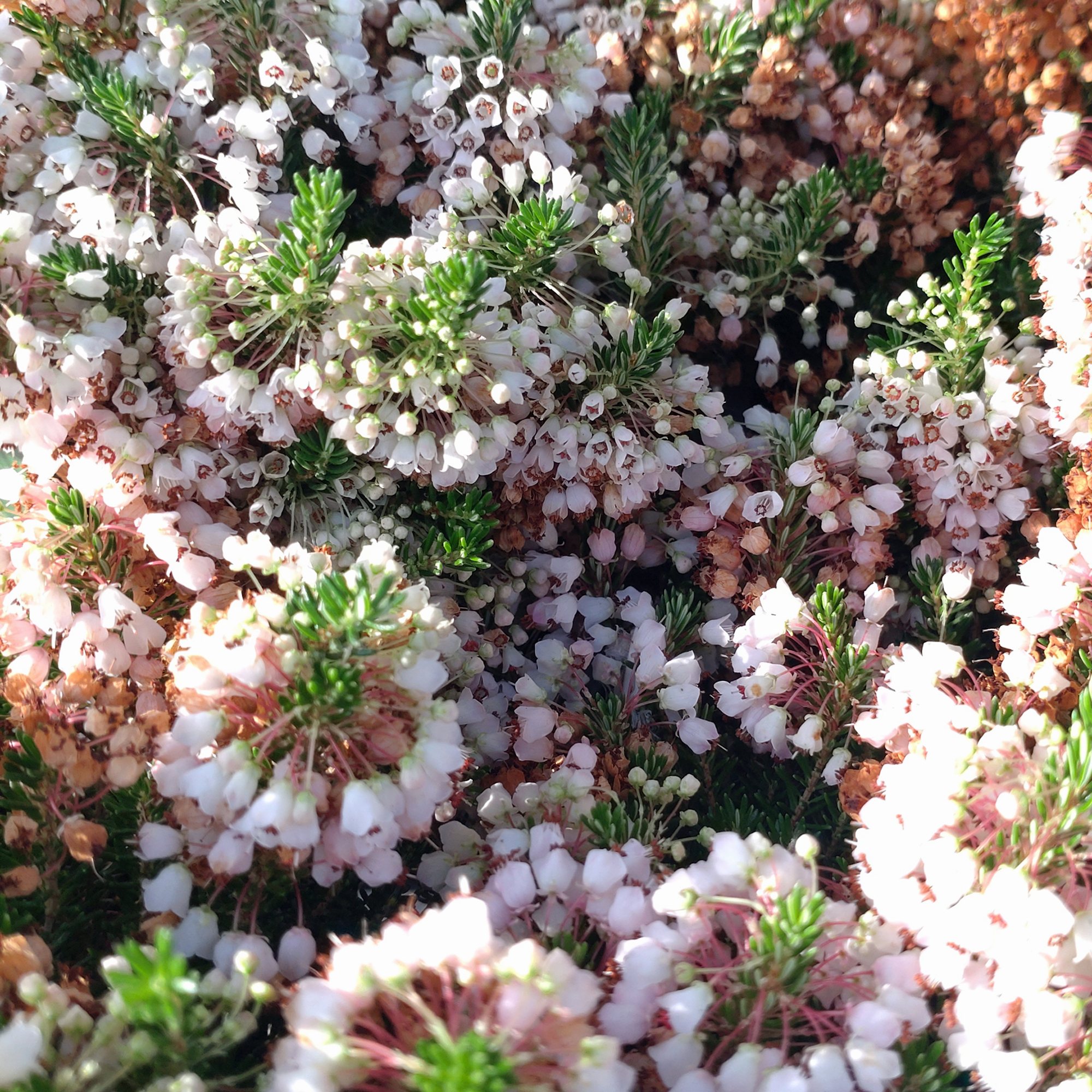 SUMMER HEATHER Erica vagans 'Summertime' 1L - Willowbrook Nursery and ...