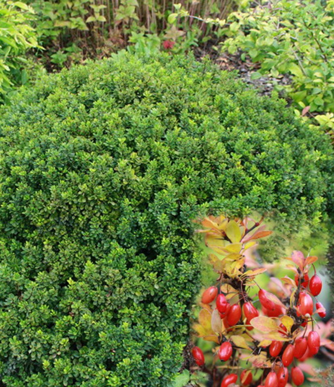 Berberis thunbergii 'Kobold' 2L - Willowbrook Nursery and Garden Centre