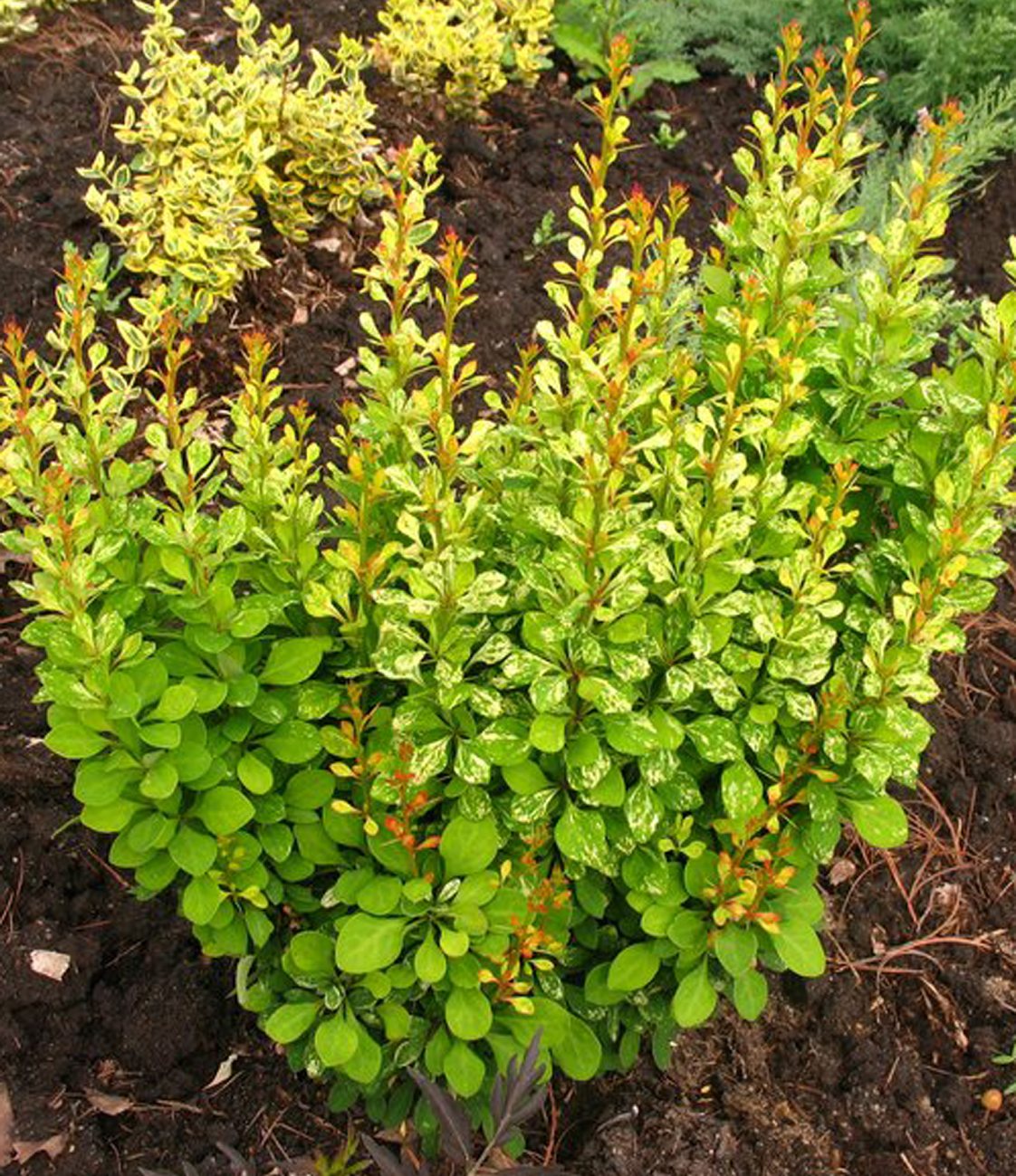 Berberis thunbergii 'Pow-Wow' 2L - Willowbrook Nursery and Garden Centre