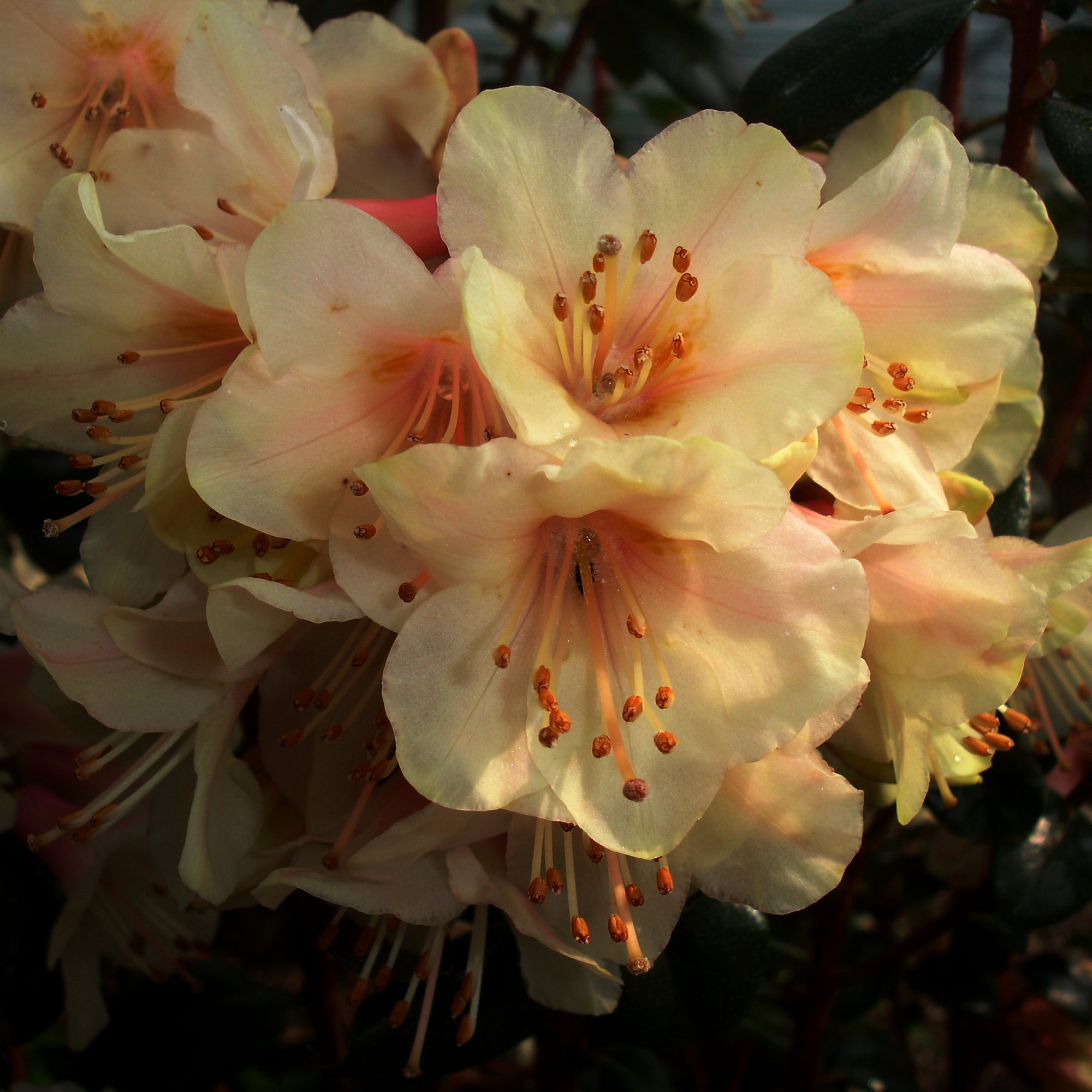 Rhododendron 'Barnaby Sunset' 3L - Willowbrook Nursery and Garden Centre