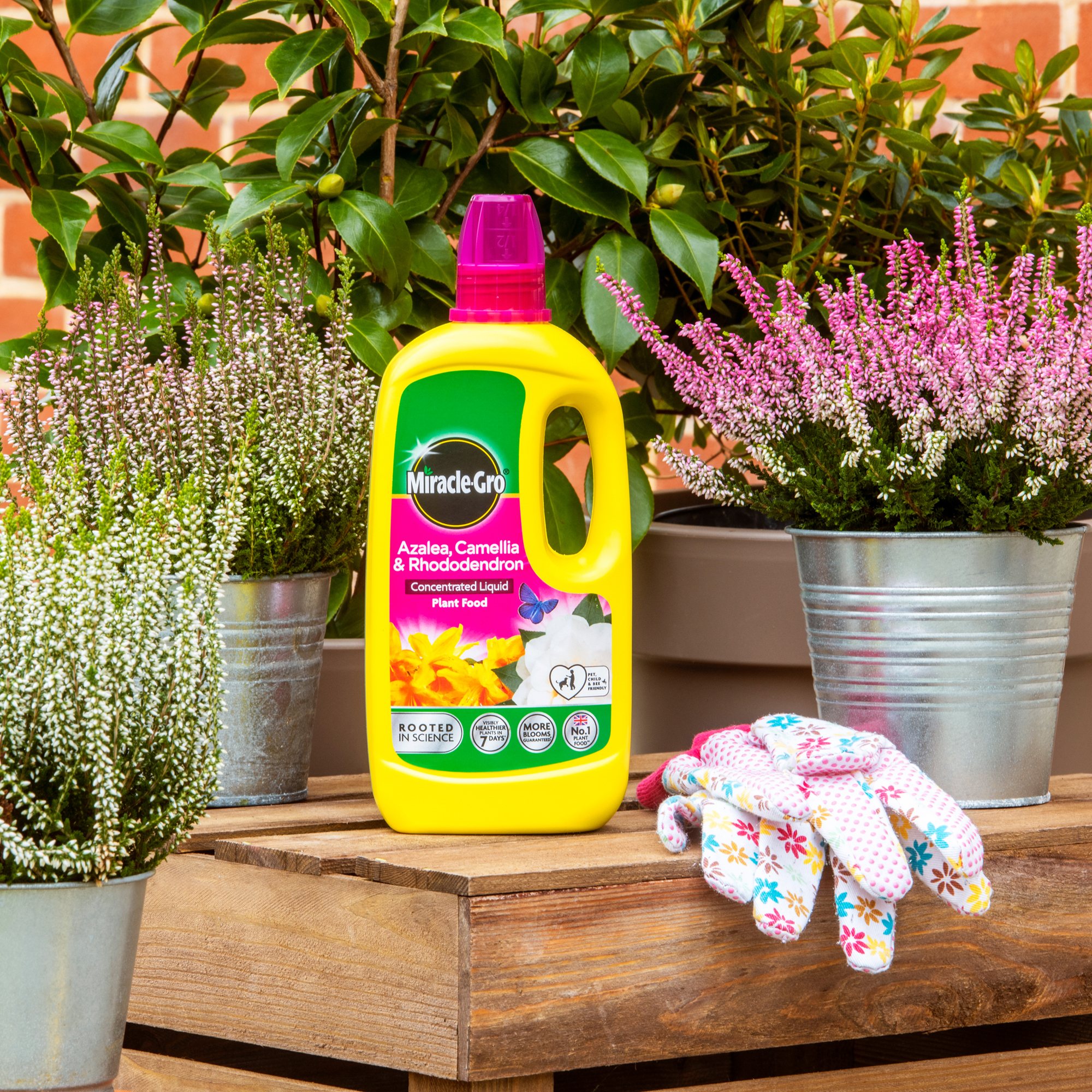 Miracle-Gro MIRACLE-GRO® Azalea, Camellia & Rhododendron Concentrated ...