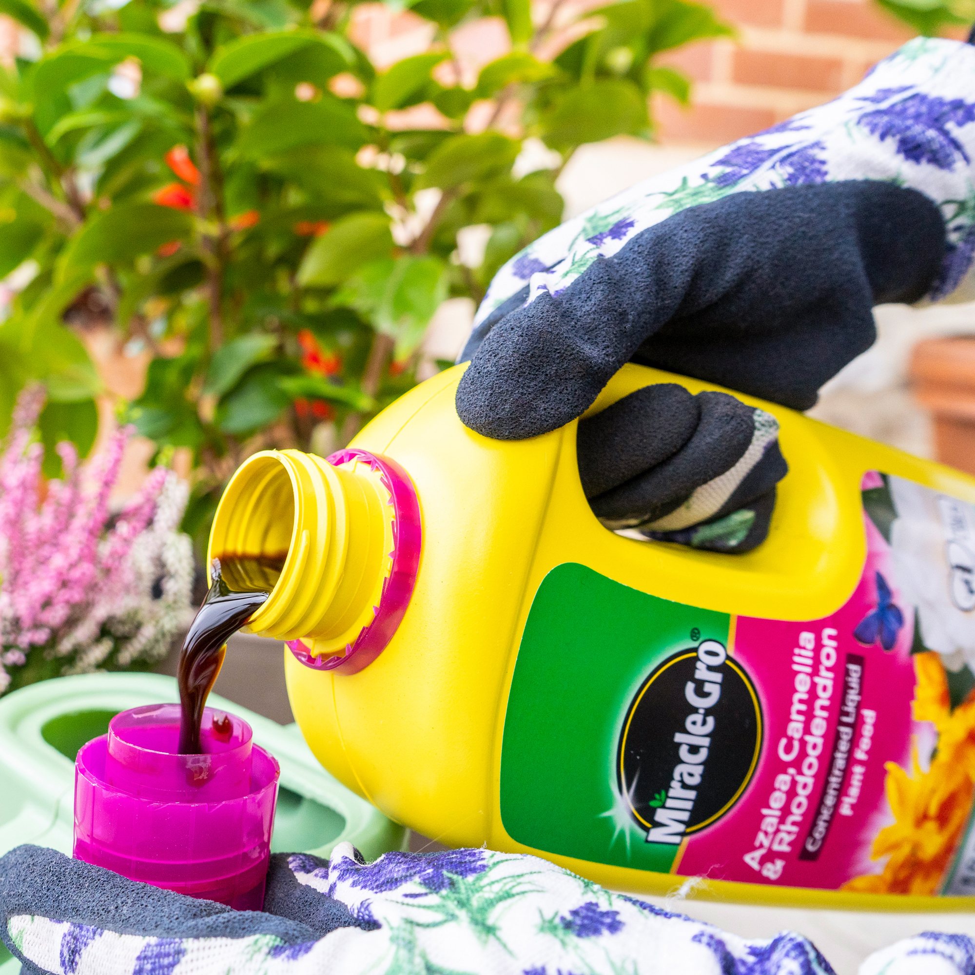 Miracle-Gro MIRACLE-GRO® Azalea, Camellia & Rhododendron Concentrated ...