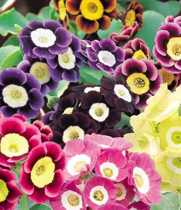 ALPINE Primula × pubescens (auricula) 9cm - Willowbrook Nursery and ...