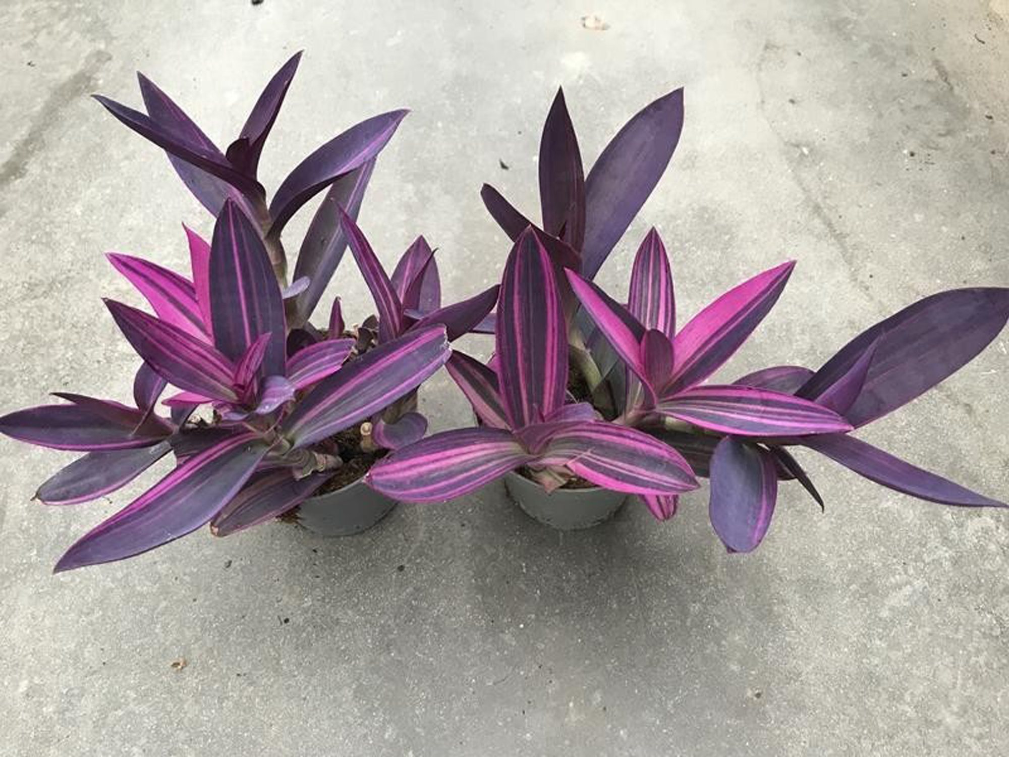 Tradescantia pall. Purple Heart 12 cm - Willowbrook Nursery and Garden ...