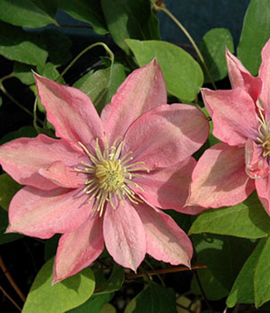 Clematis 'Little Mermaid' 17cm - Willowbrook Nursery and Garden Centre