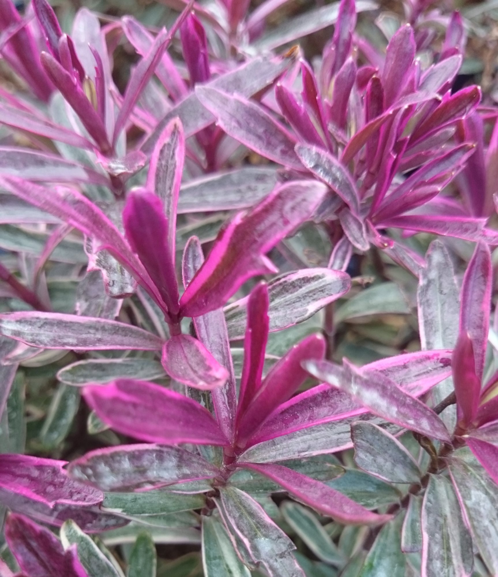 Hebe 'Sweet Dreams' 2L - Willowbrook Nursery and Garden Centre