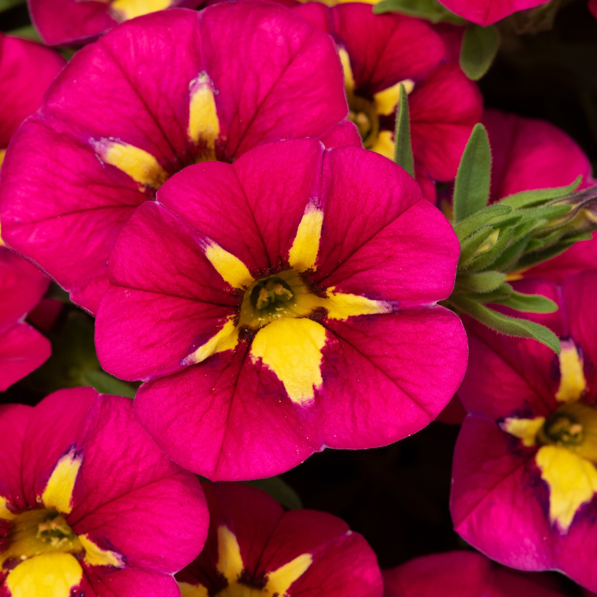 Calibrachoa 'Cabaret Rose BumbleBee' 9cm/10cm - Willowbrook Nursery and ...