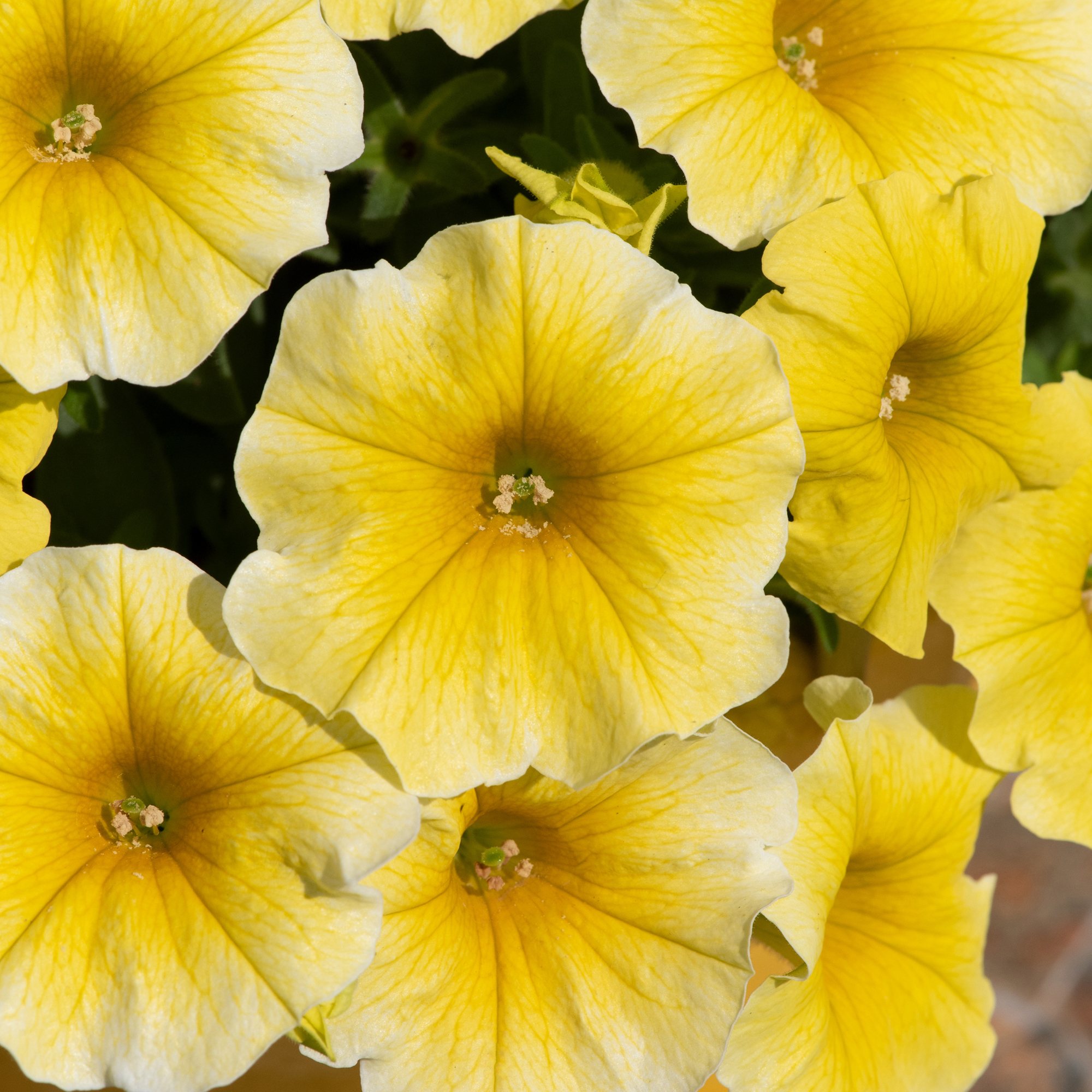 Petchoa 'Caliburst Yellow' 9cm/10cm - Willowbrook Nursery and Garden Centre
