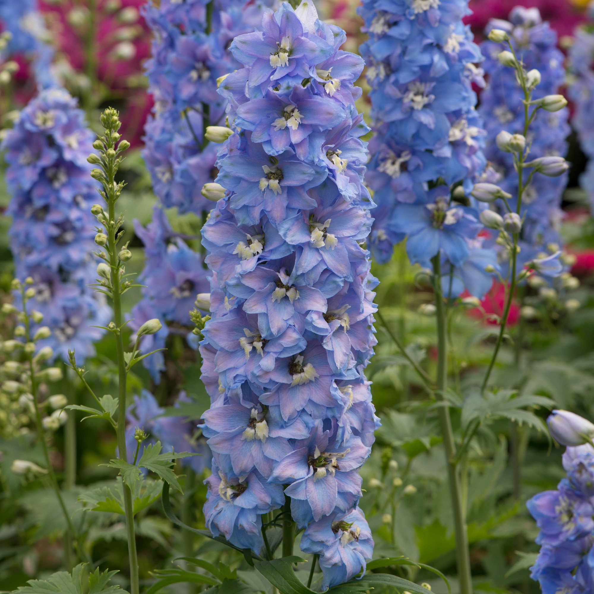Delphinium Magic Fountains 'Sky Blue with White Bee' 1L - Willowbrook ...