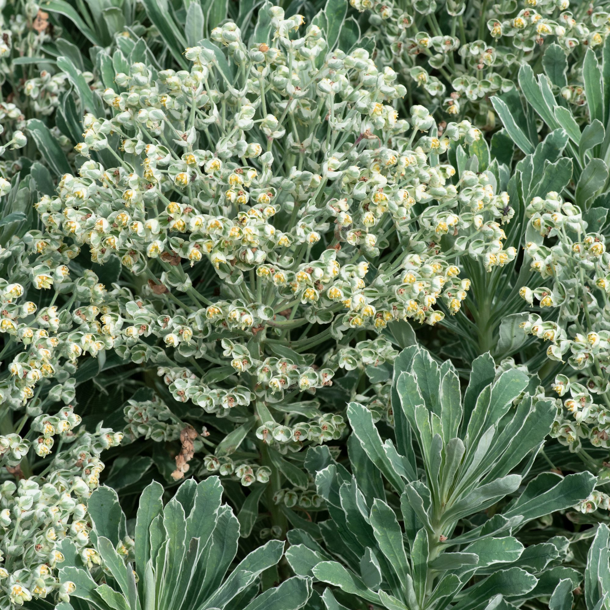 Euphorbia characias 'Silver Edge' 3L - Willowbrook Nursery and Garden ...