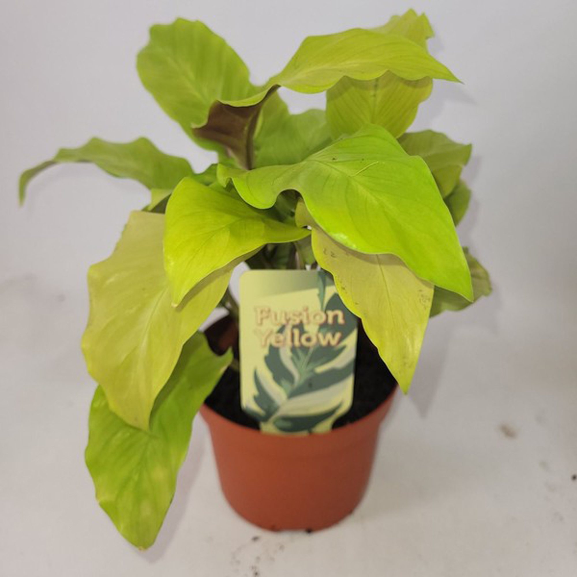 Calathea Lemon 10.5cm - Willowbrook Nursery and Garden Centre