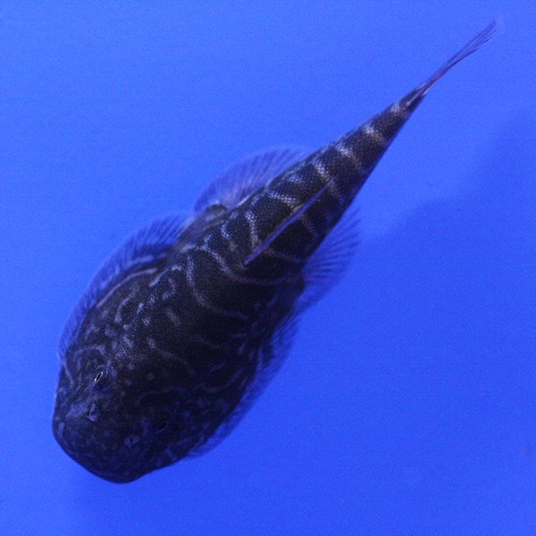 CATFISH Borneo Sucker - Willowbrook Nursery and Garden Centre