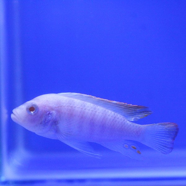 CICHLIDS Albino Ice Blue - Willowbrook Nursery and Garden Centre