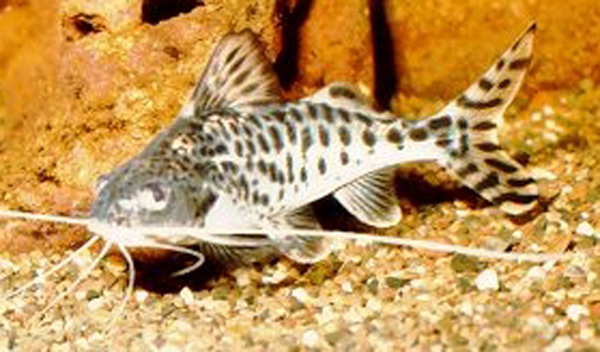 CATFISH Pimelodus Pictus - Willowbrook Nursery and Garden Centre